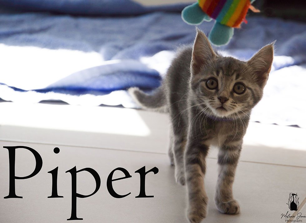 Piper – Townsville Foster and Rehoming Animals