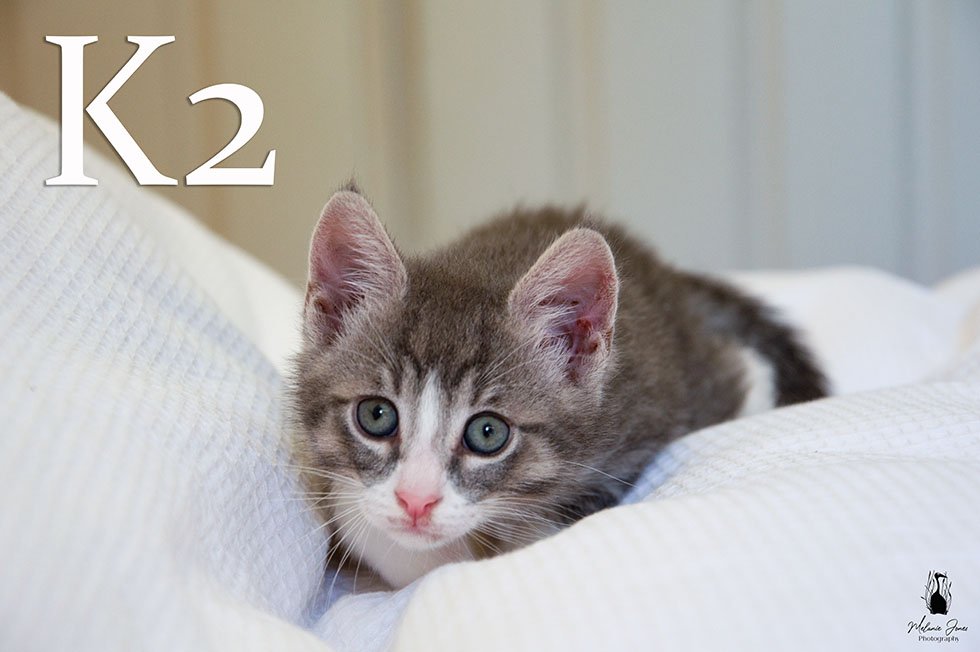 K2 – Townsville Foster and Rehoming Animals