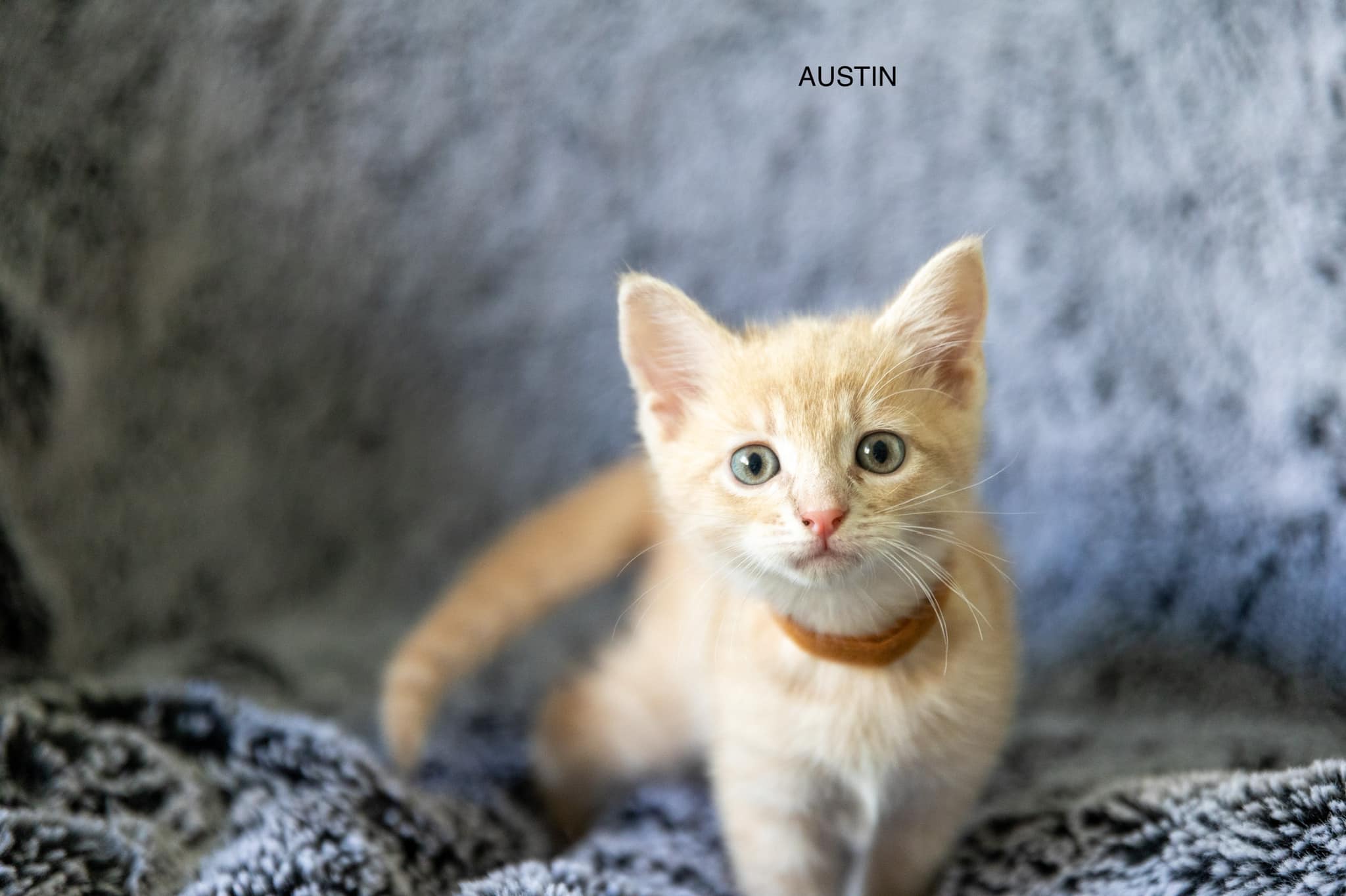 Austin – Townsville Foster and Rehoming Animals