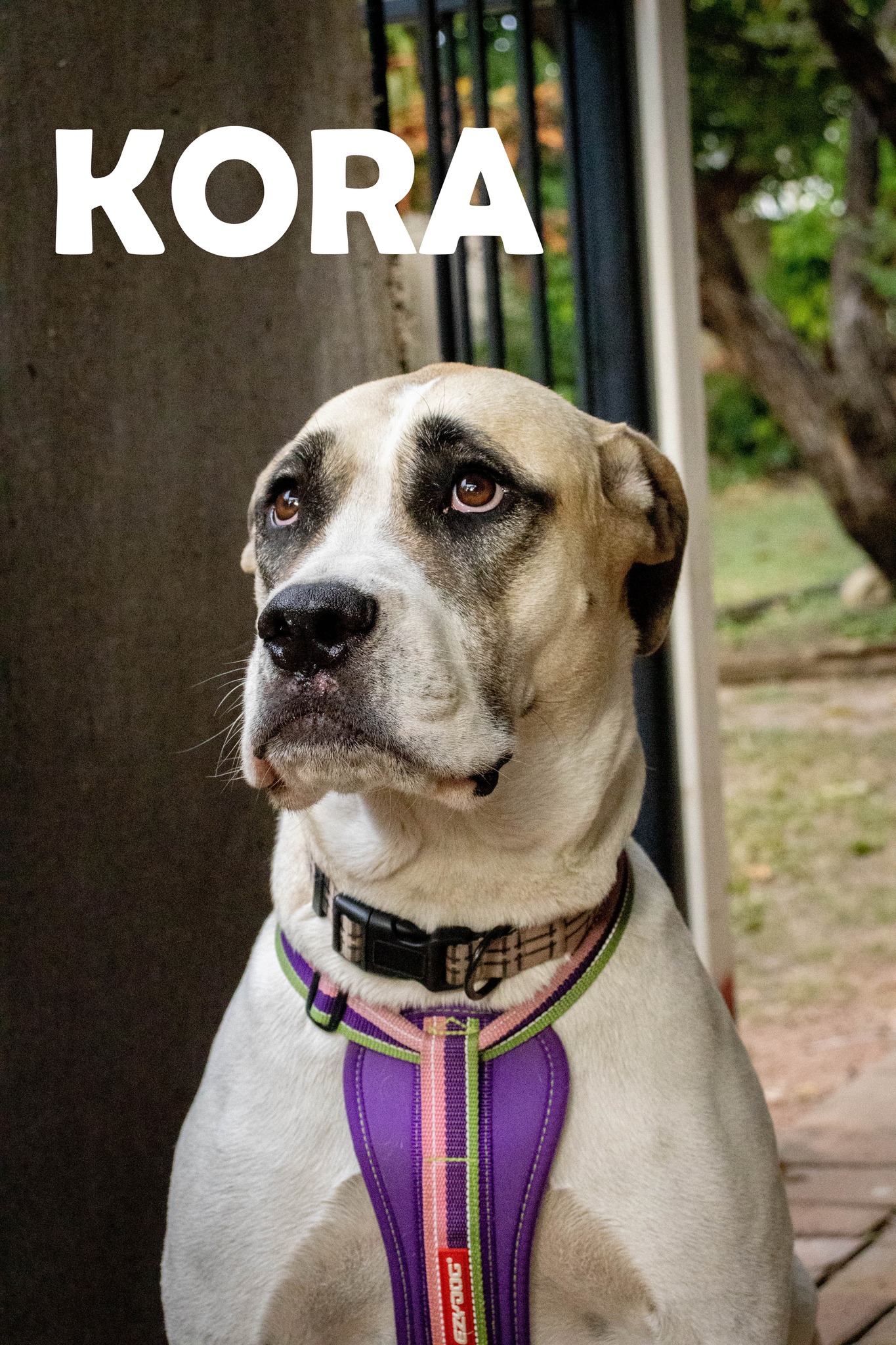 Kora – Townsville Foster and Rehoming Animals