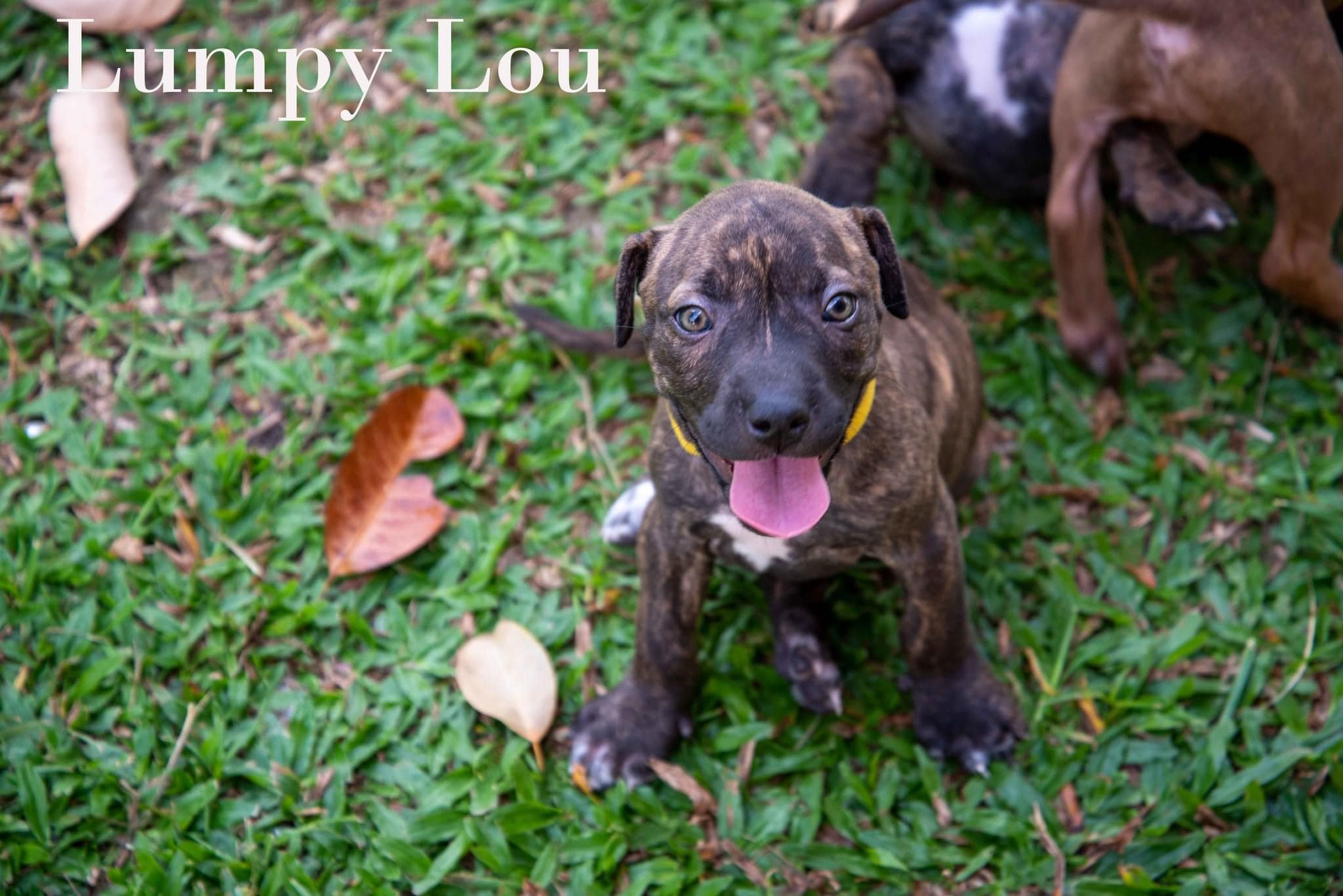 Lumpy Lou – Townsville Foster and Rehoming Animals