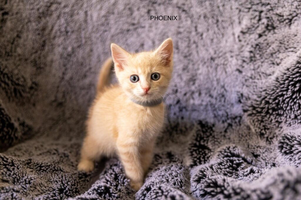 Pheonix – Townsville Foster and Rehoming Animals