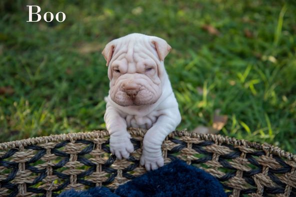 Boo – Townsville Foster and Rehoming Animals