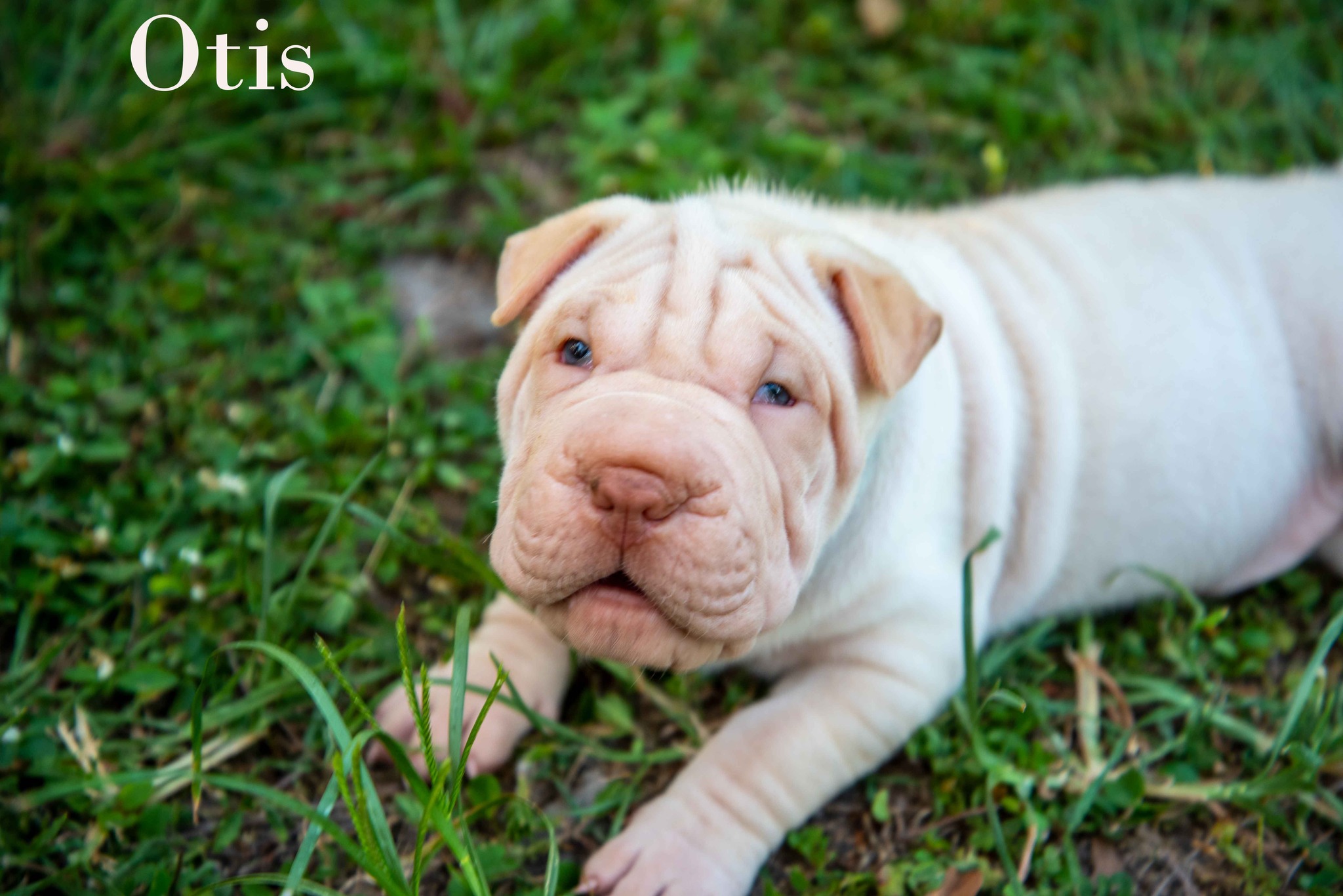 Otis – Townsville Foster and Rehoming Animals