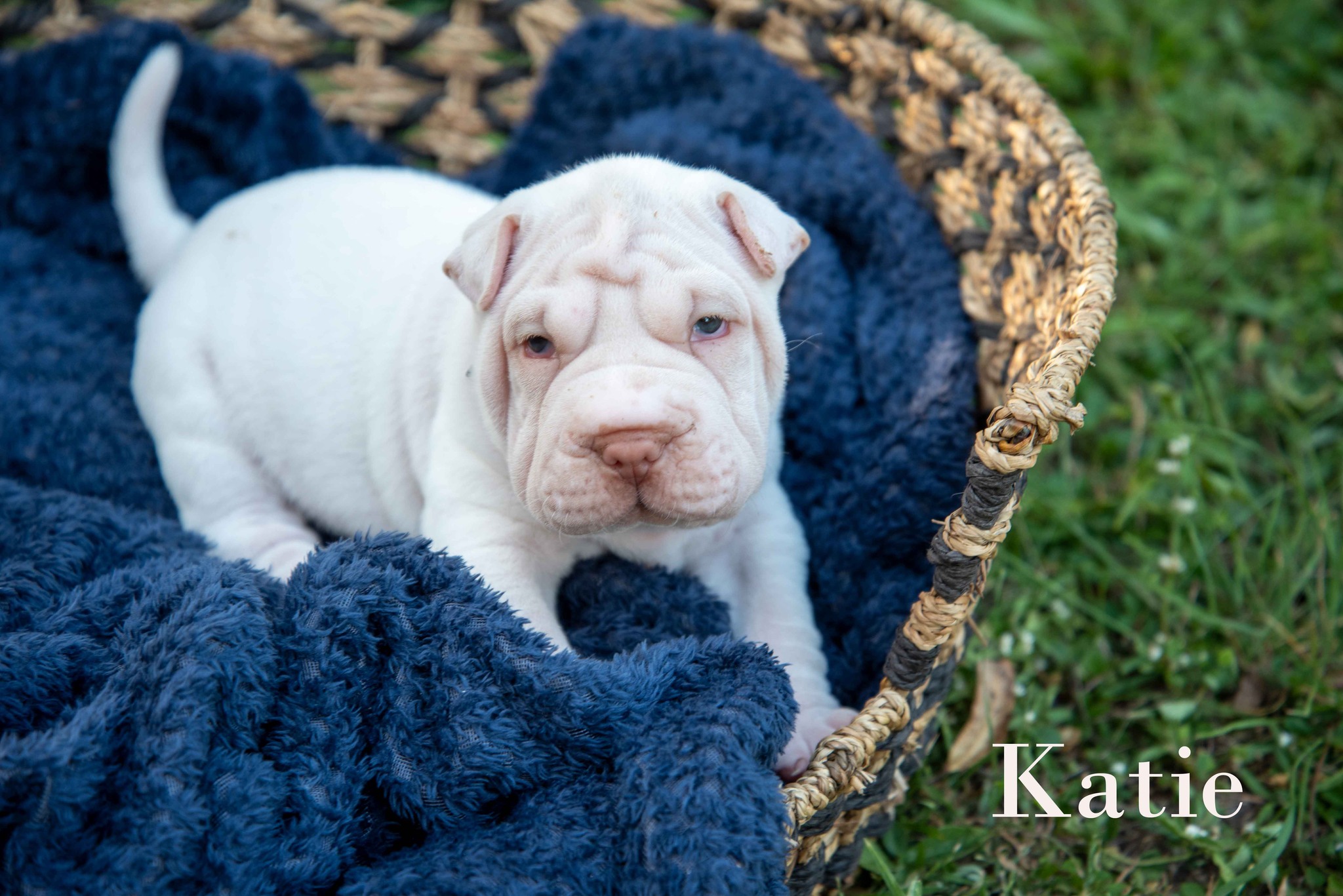 Katie – Townsville Foster and Rehoming Animals