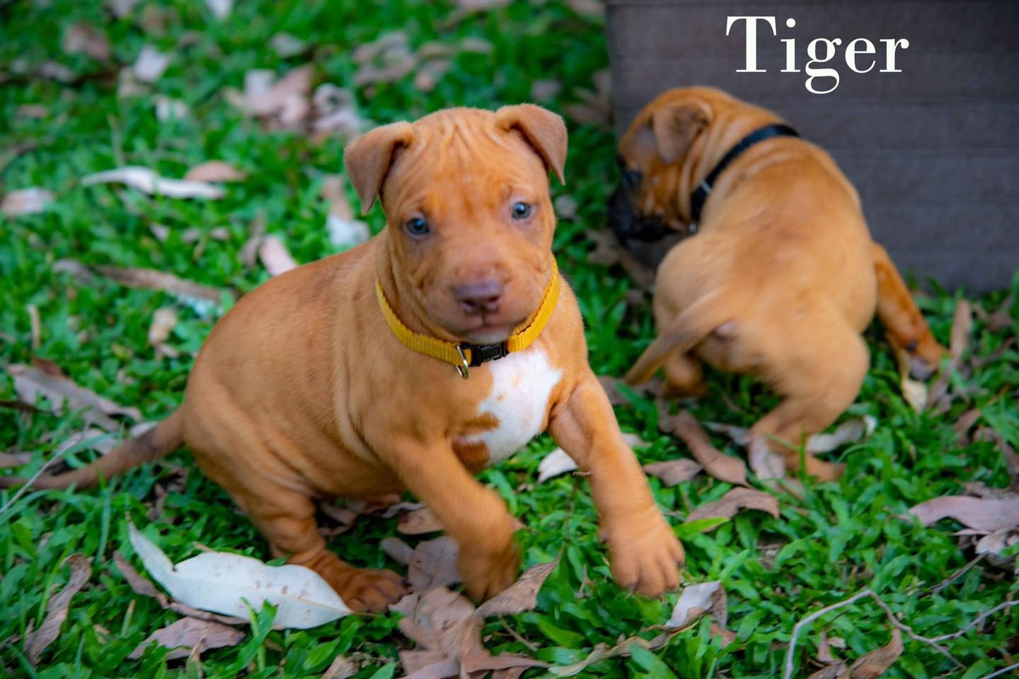 Tiger – Townsville Foster and Rehoming Animals