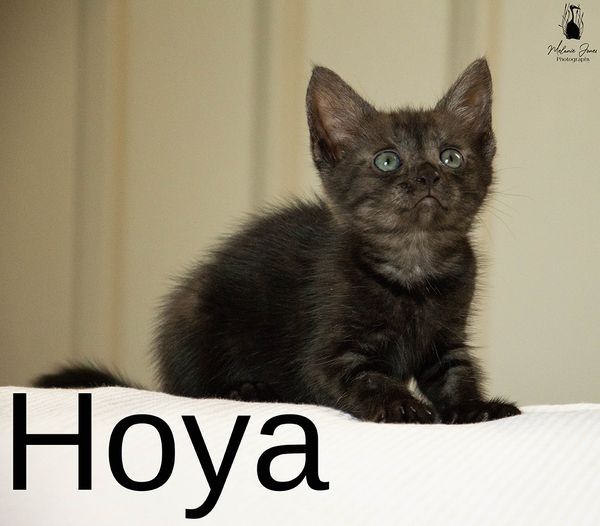 Hoya – Townsville Foster and Rehoming Animals