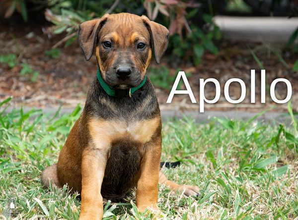 Apollo – Townsville Foster and Rehoming Animals