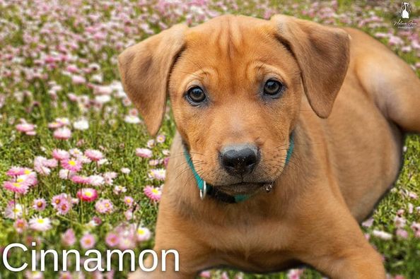 Cinnamon – Townsville Foster and Rehoming Animals
