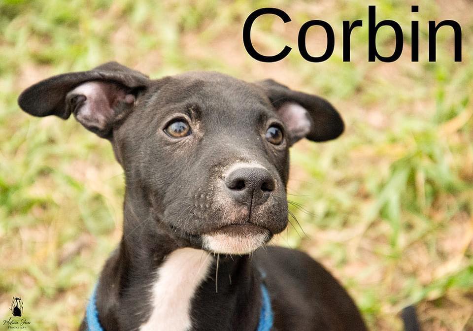 Corbin – Townsville Foster and Rehoming Animals