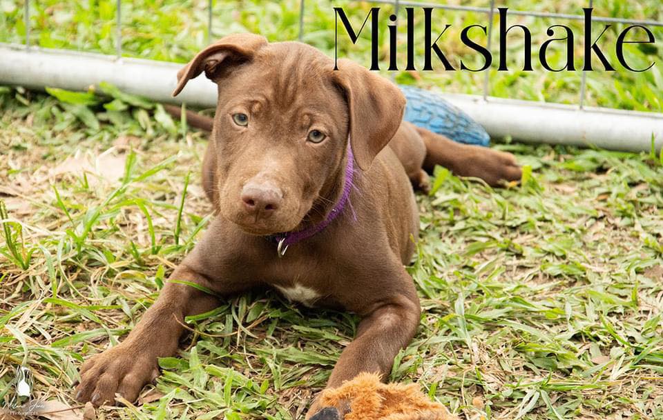 Milkshake – Townsville Foster and Rehoming Animals