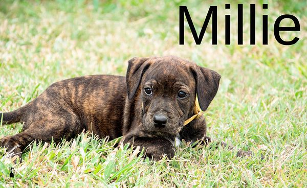 Millie – Townsville Foster and Rehoming Animals