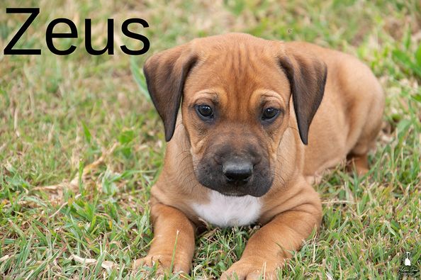 Zeus – Townsville Foster and Rehoming Animals