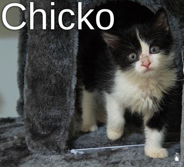 Chicko – Townsville Foster and Rehoming Animals