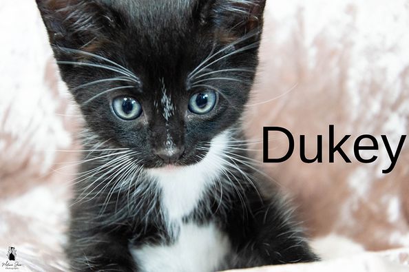 Dukey – Townsville Foster and Rehoming Animals