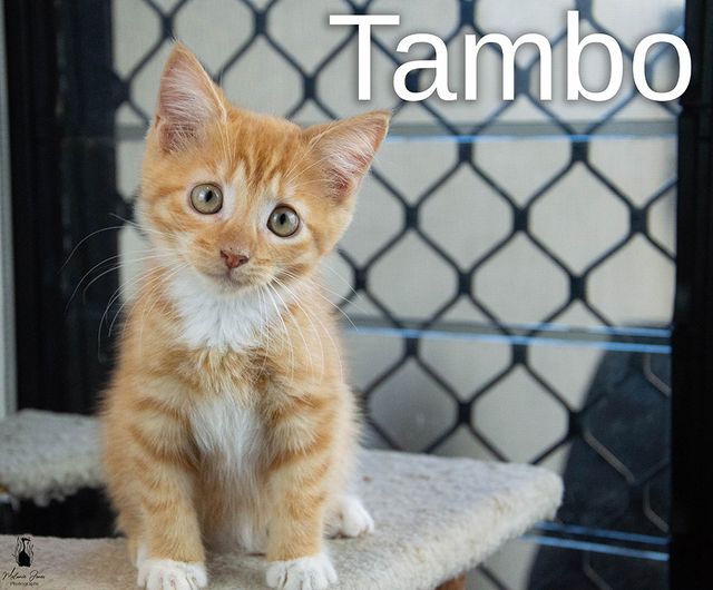 Tambo – Townsville Foster and Rehoming Animals