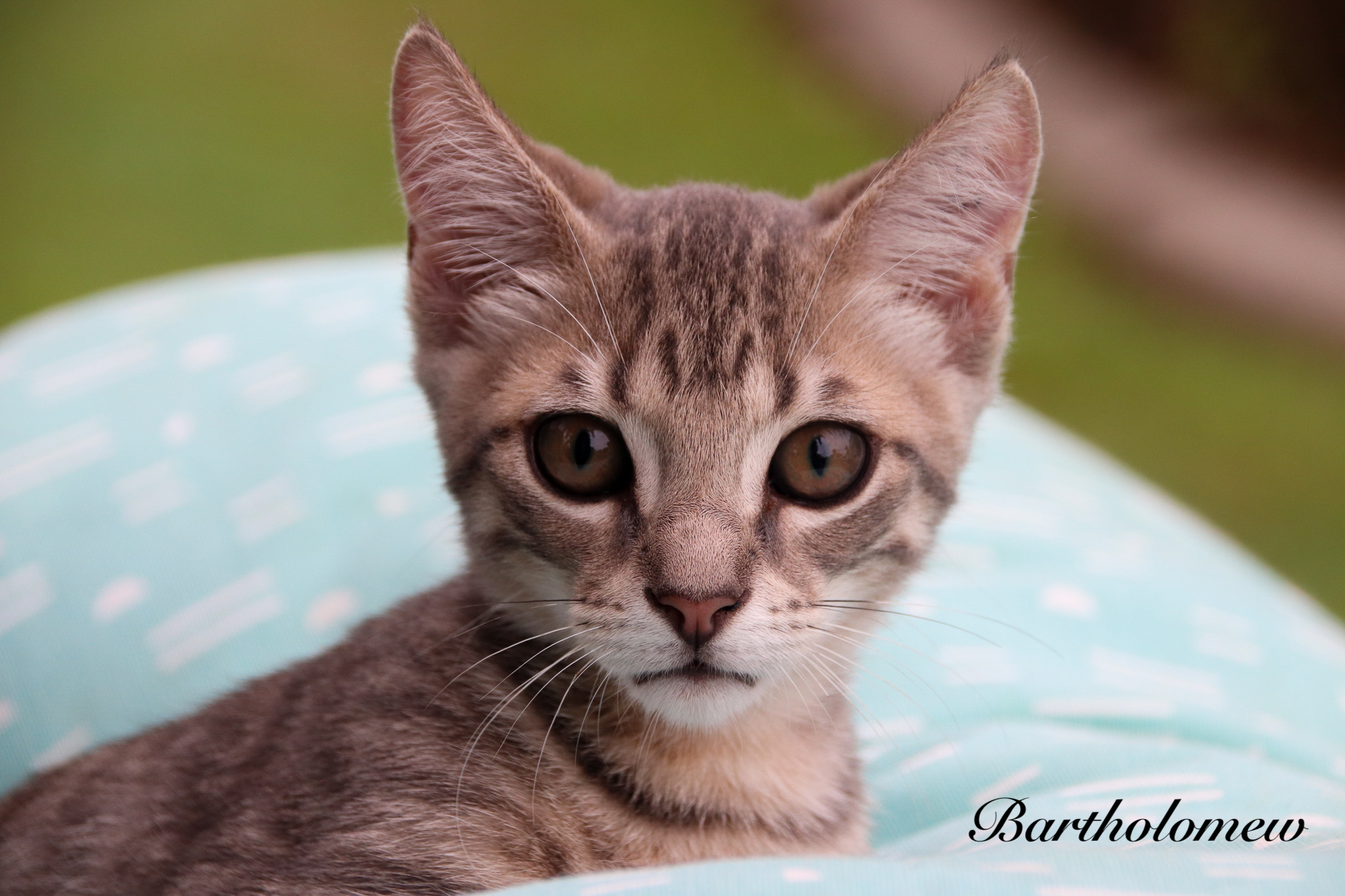 BARTHOLOMEW – Townsville Foster and Rehoming Animals