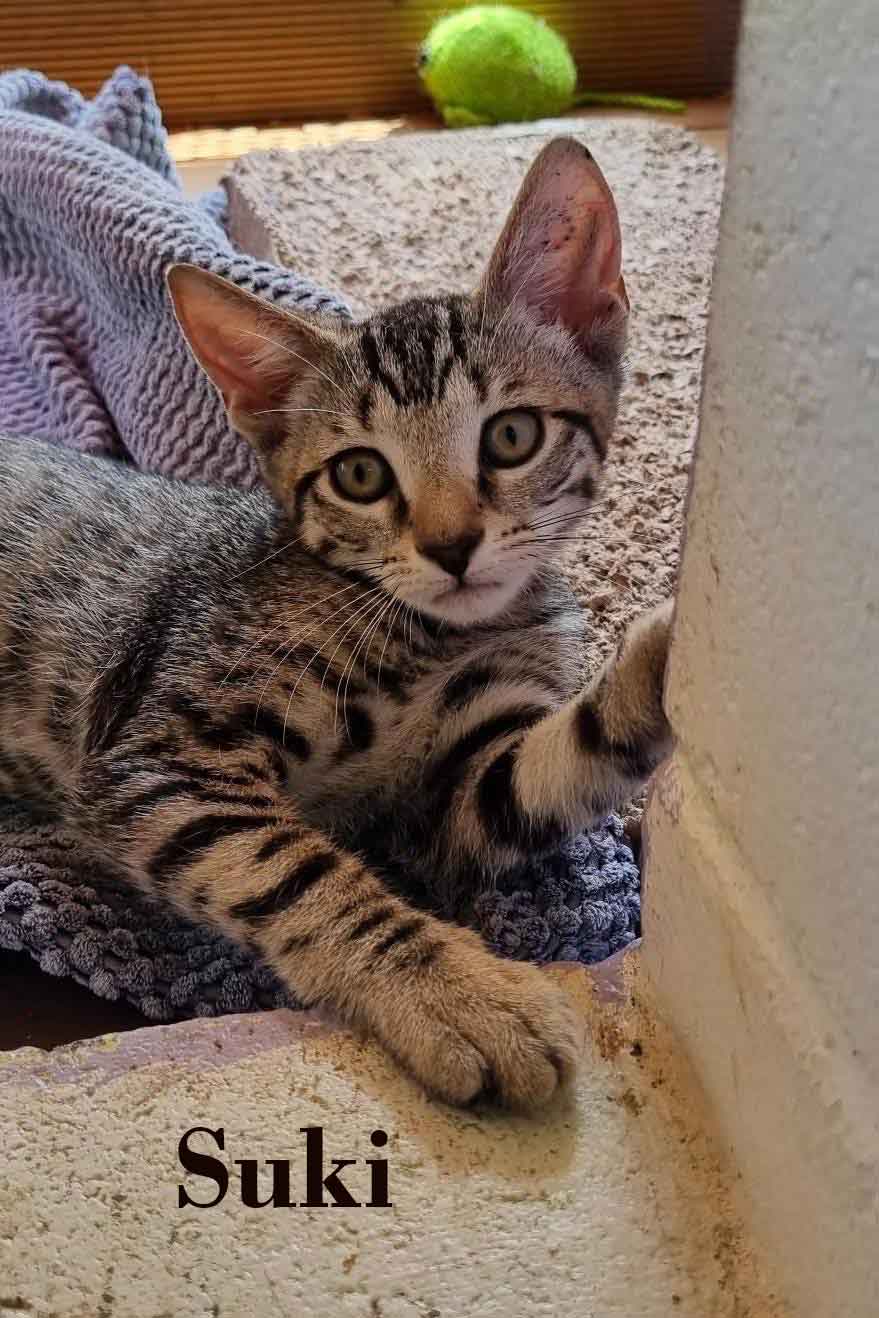 SUKI – Townsville Foster and Rehoming Animals