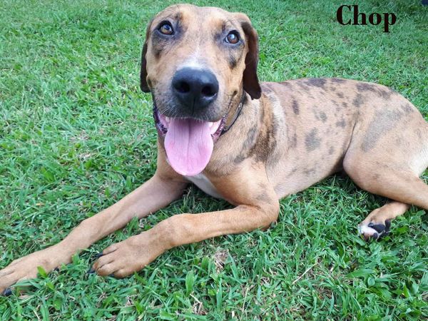 Chop – Townsville Foster and Rehoming Animals
