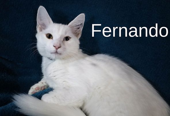 Fernando – Townsville Foster and Rehoming Animals