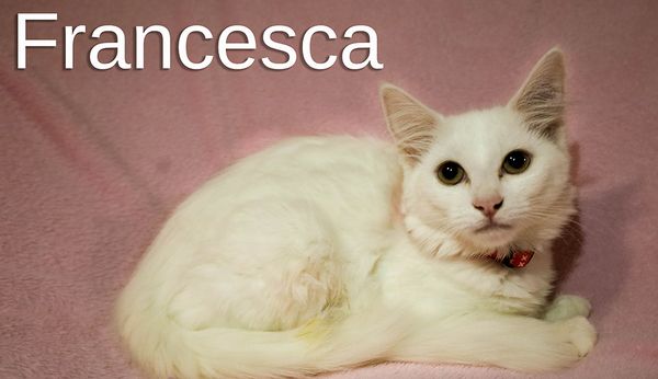 Francesca – Townsville Foster and Rehoming Animals