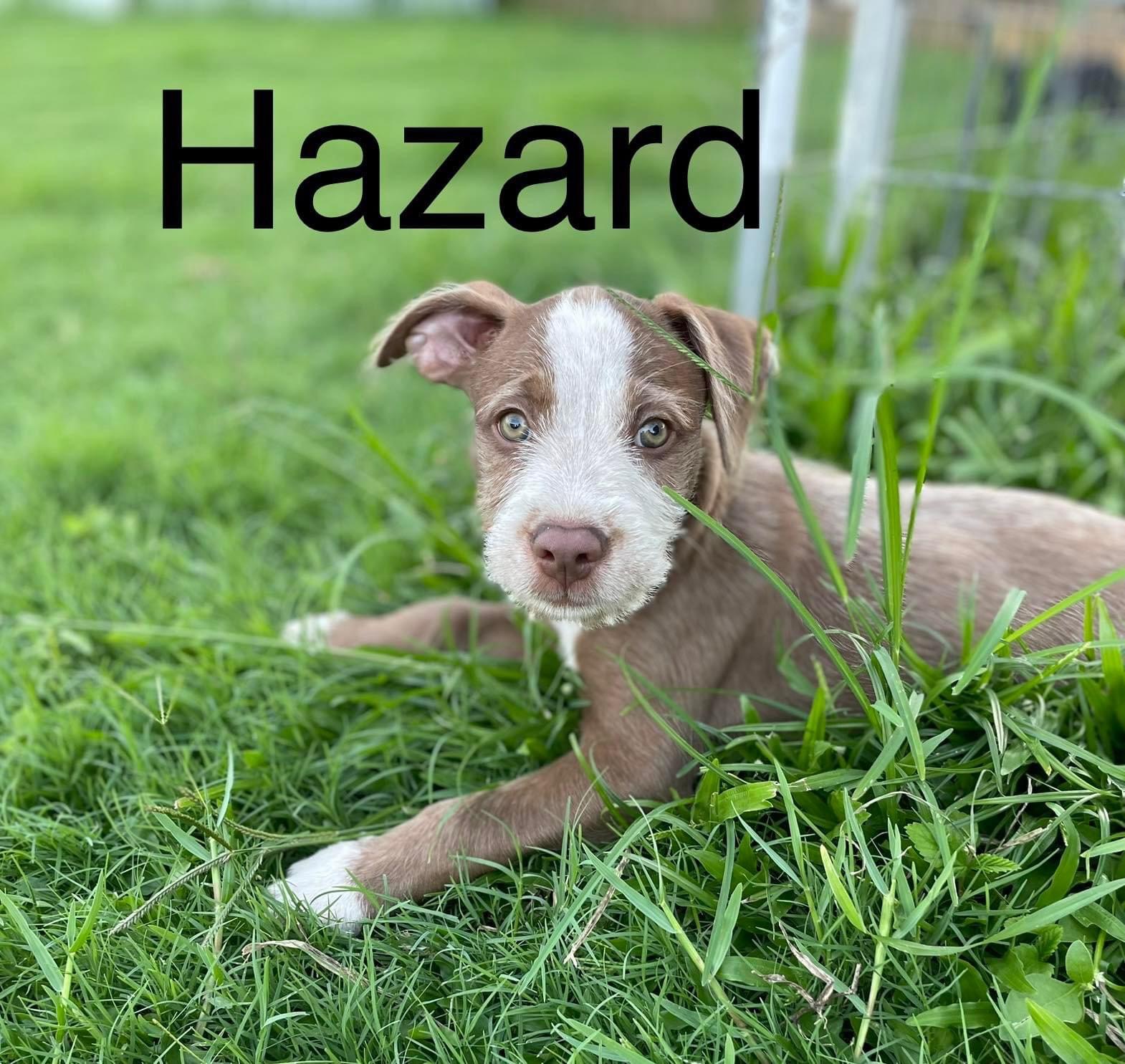Hazard – Townsville Foster and Rehoming Animals