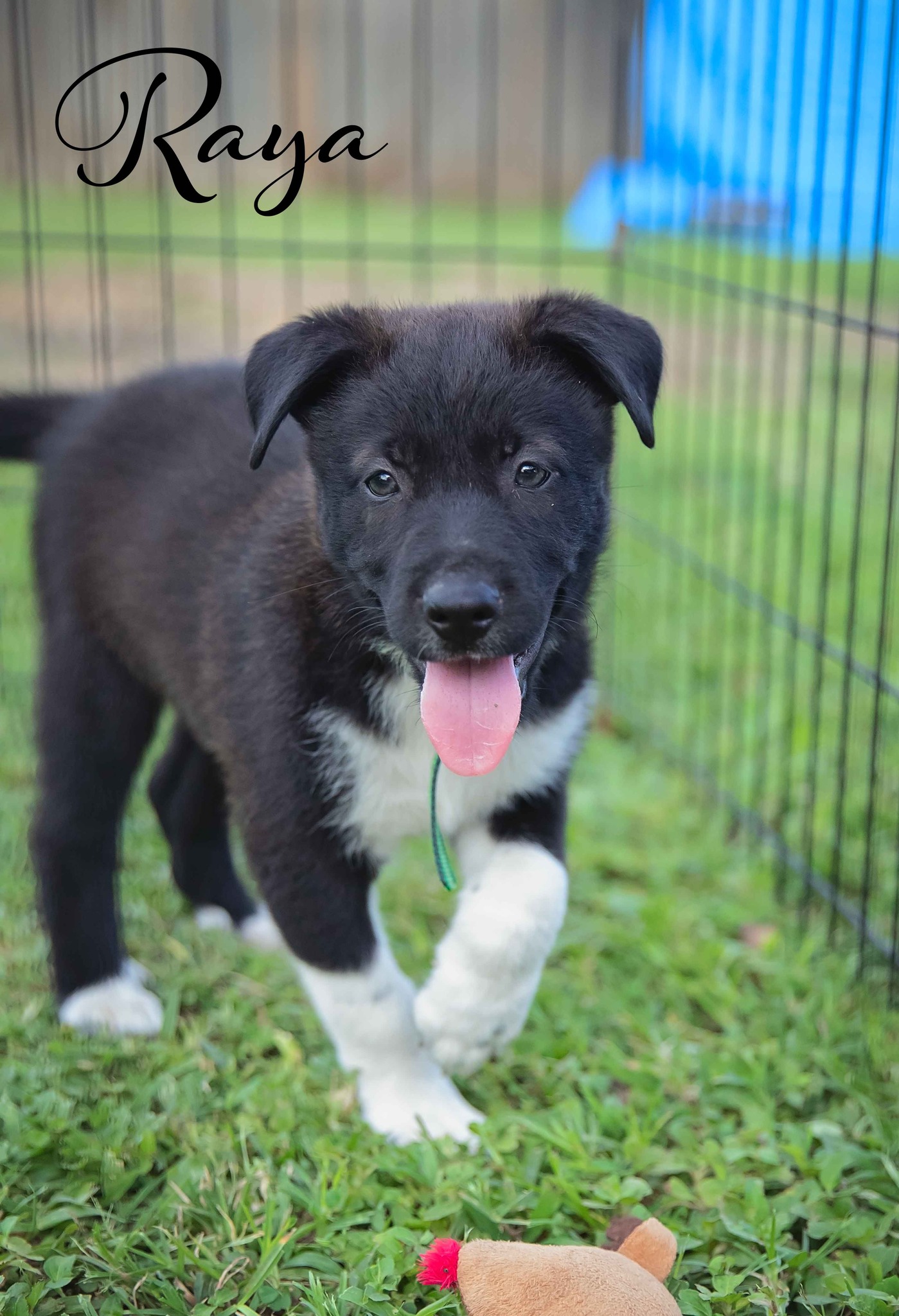 REYA FOR ADOPTION VIA EMAIL APPLICATION ONLY. – Townsville Foster and ...