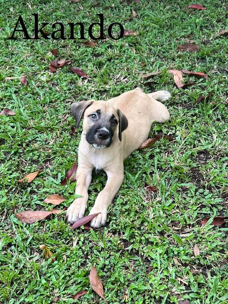 Akando – Townsville Foster and Rehoming Animals