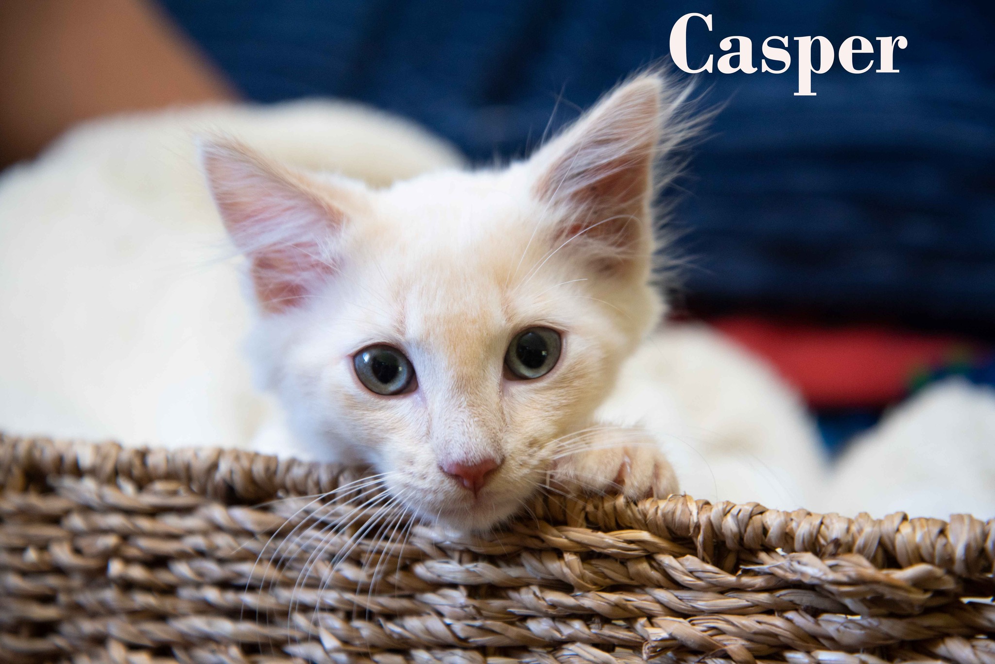 Casper – Townsville Foster and Rehoming Animals