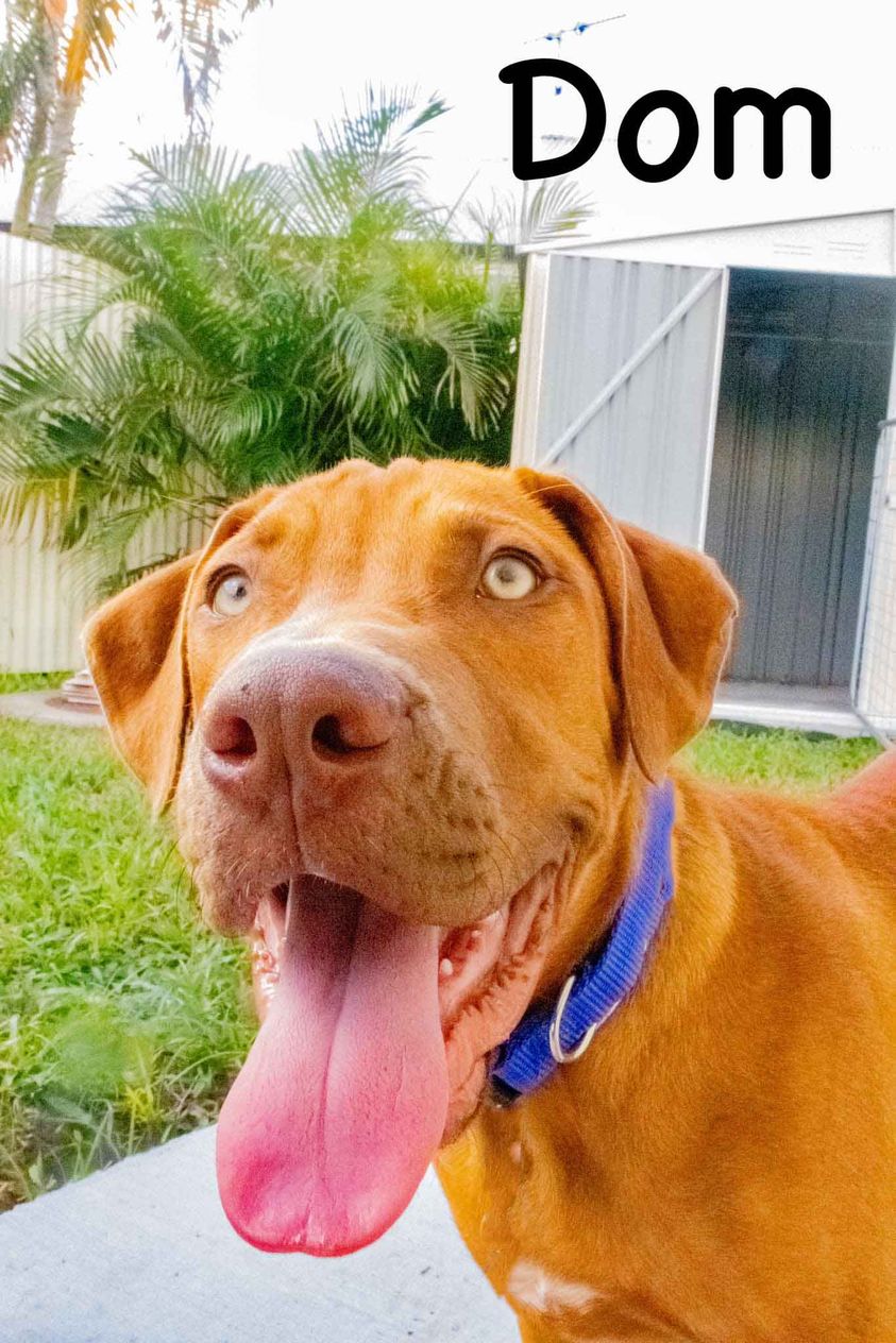 Dom – Townsville Foster and Rehoming Animals