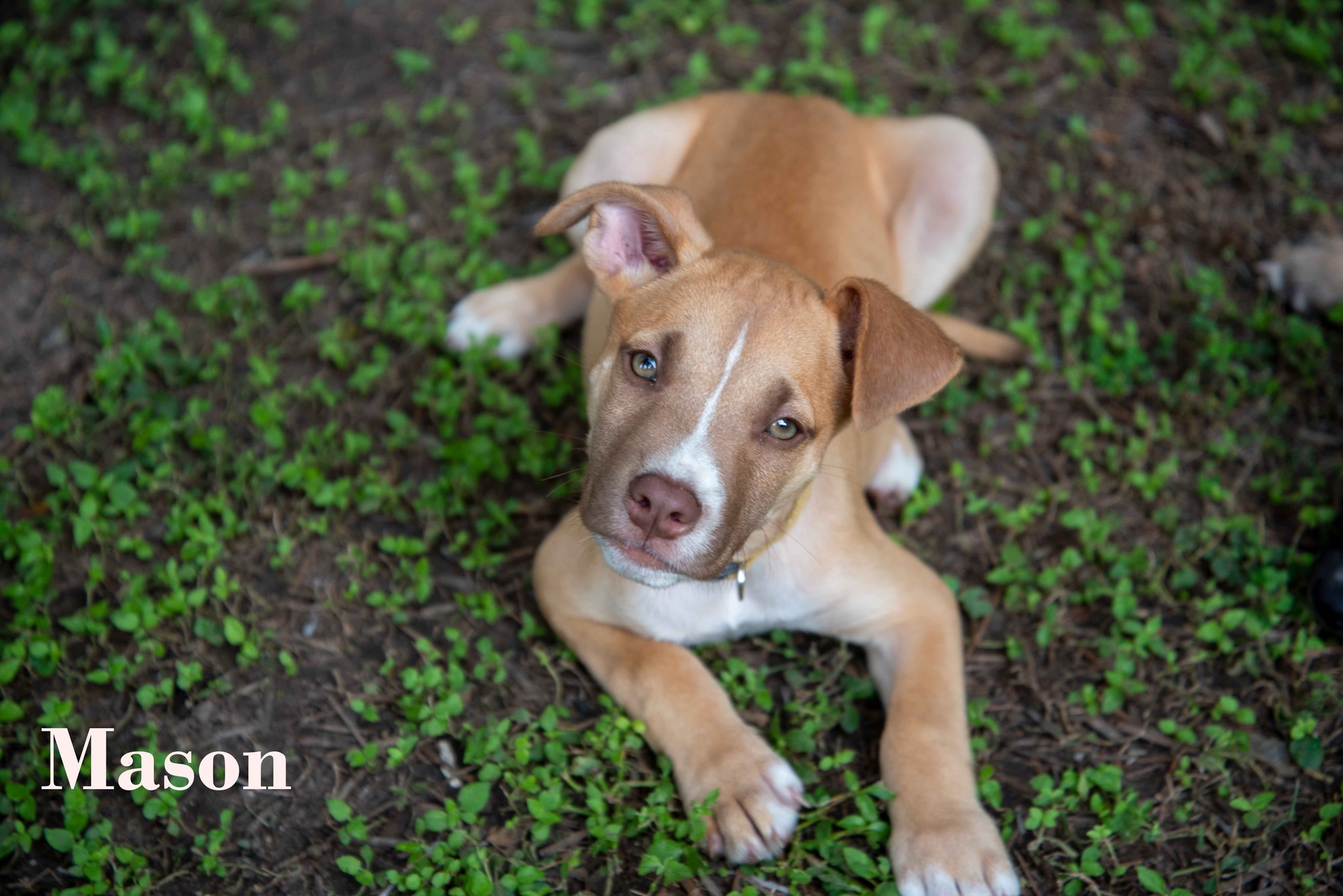 Mason – Townsville Foster and Rehoming Animals