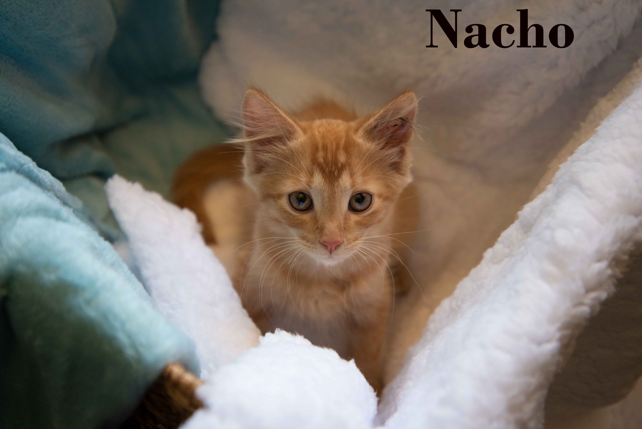 Nacho – Townsville Foster and Rehoming Animals