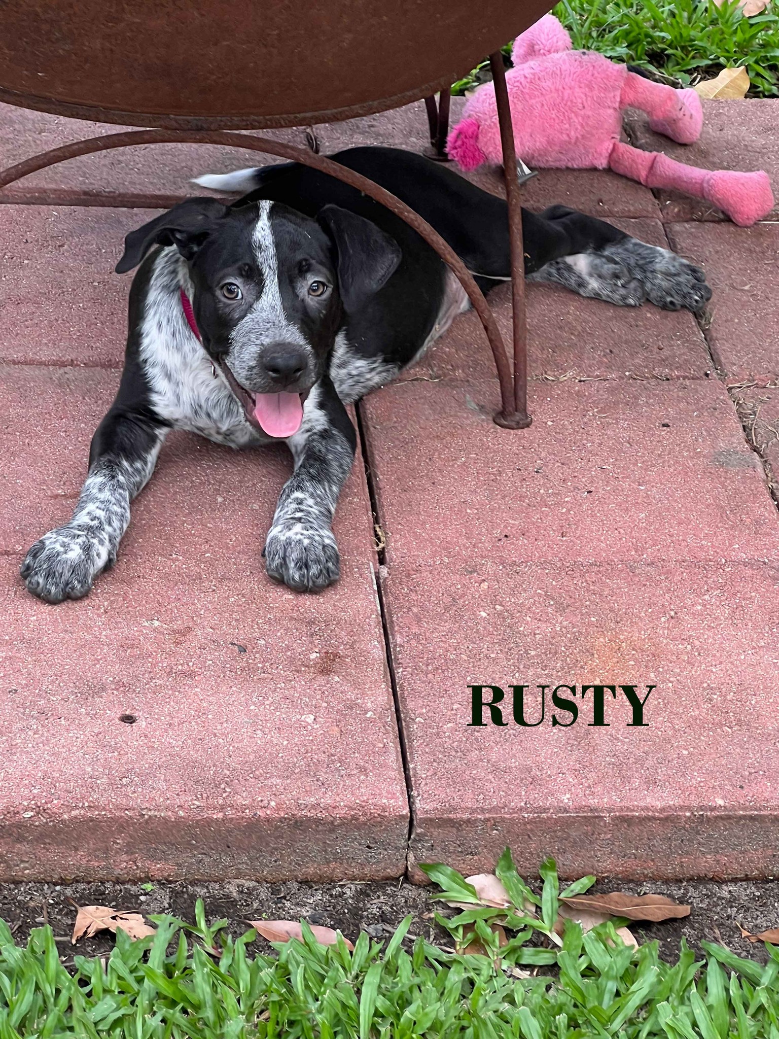 Rusty – Townsville Foster and Rehoming Animals