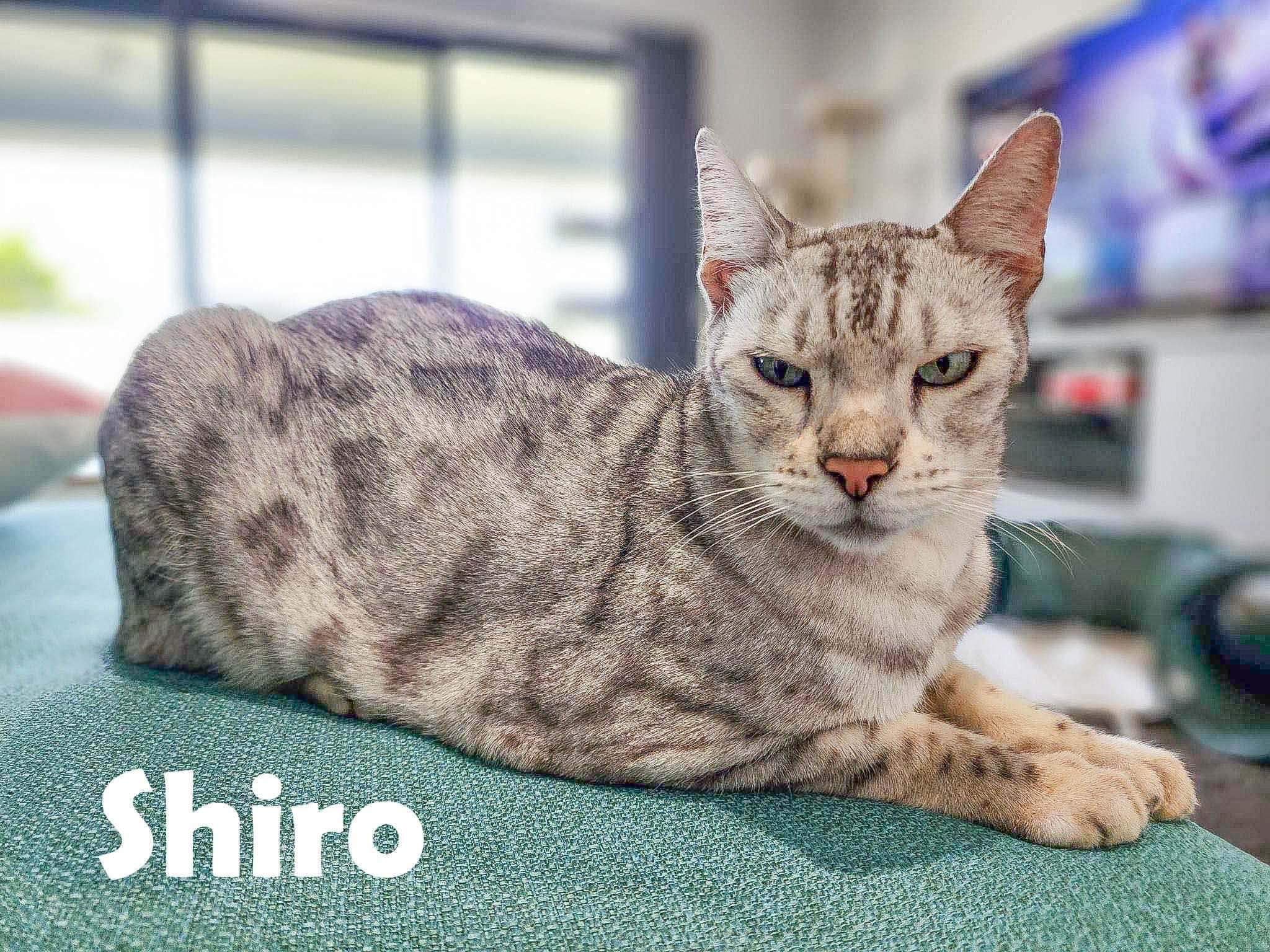 Shiro – Townsville Foster and Rehoming Animals