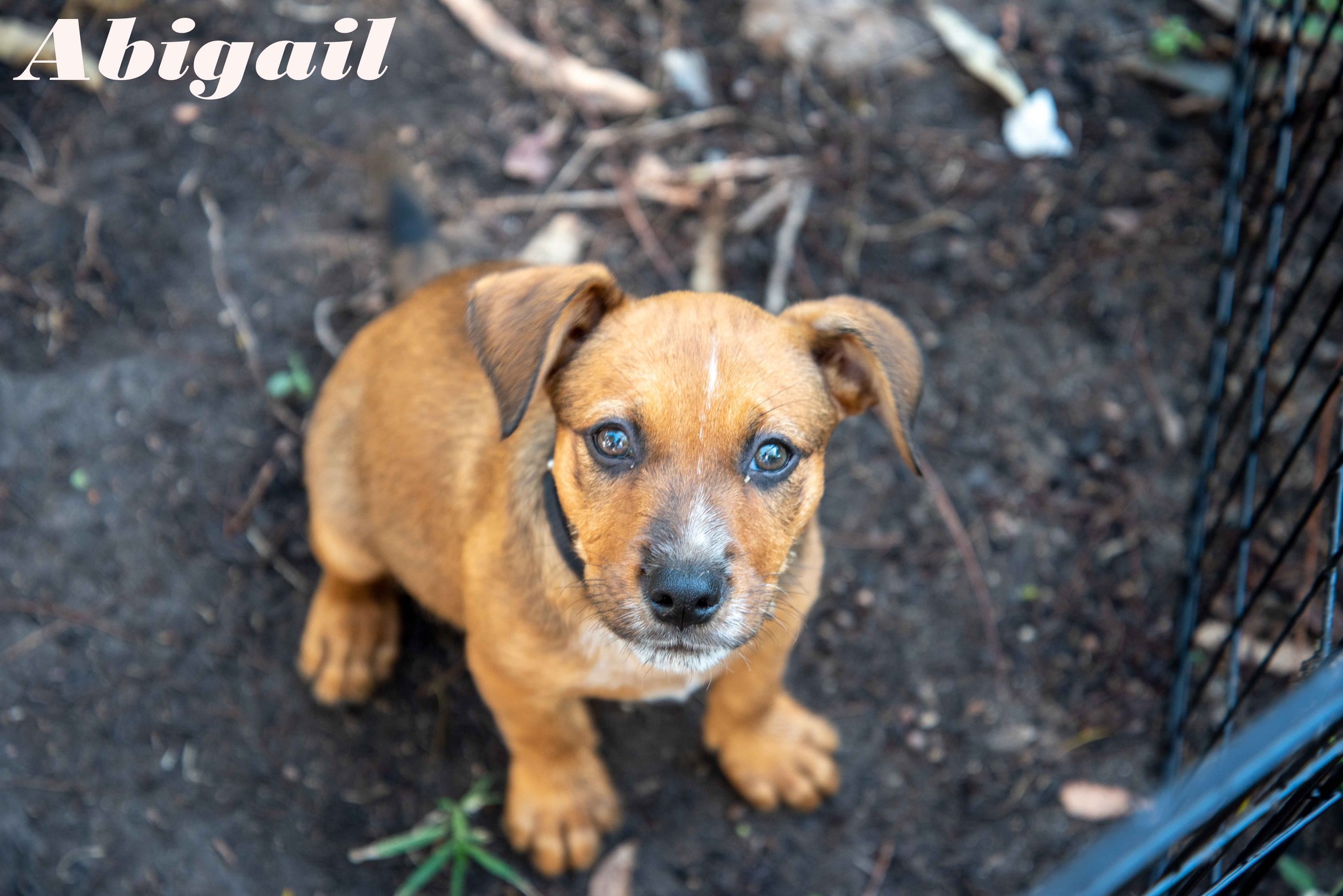 Abigail – Townsville Foster and Rehoming Animals