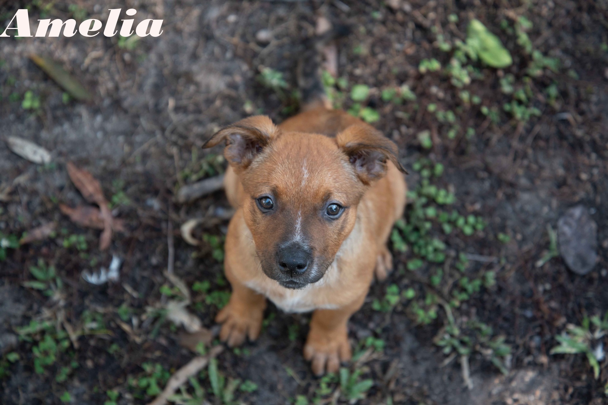 Amelia – Townsville Foster and Rehoming Animals