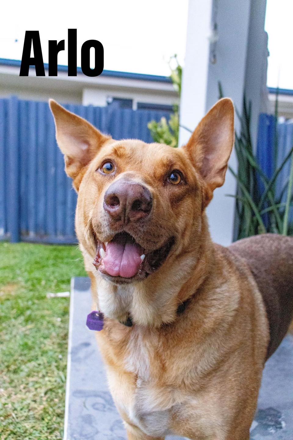 Arlo – Townsville Foster and Rehoming Animals