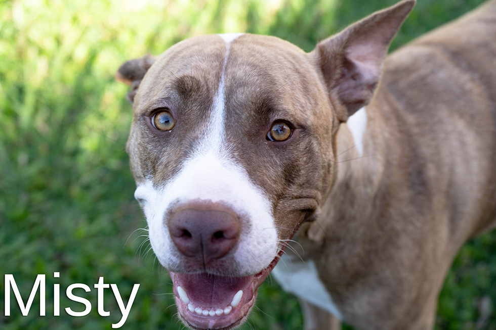 Misty – Townsville Foster and Rehoming Animals
