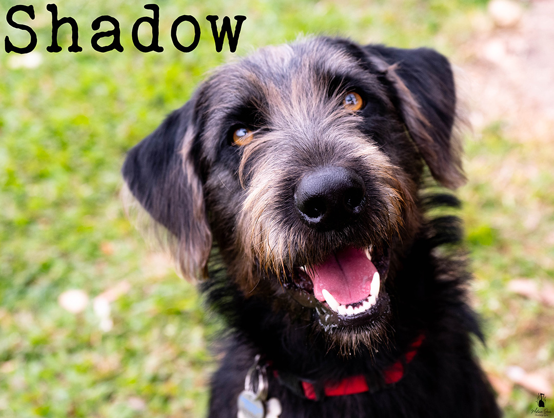 Shadow – Townsville Foster and Rehoming Animals