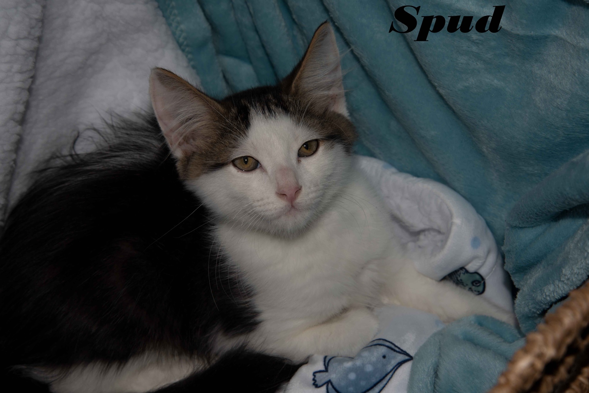 Spud – Townsville Foster and Rehoming Animals