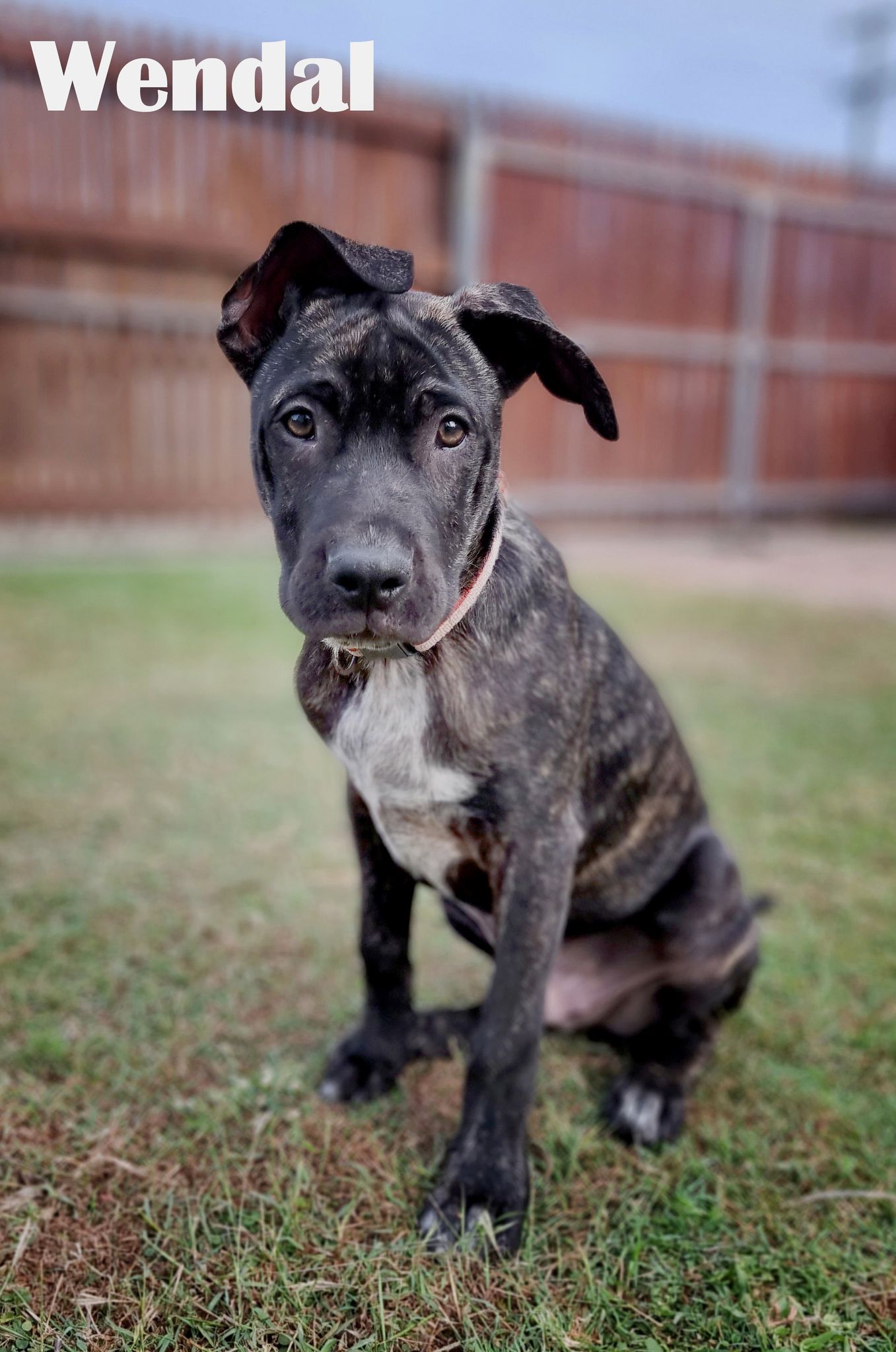 Wendal – Townsville Foster and Rehoming Animals