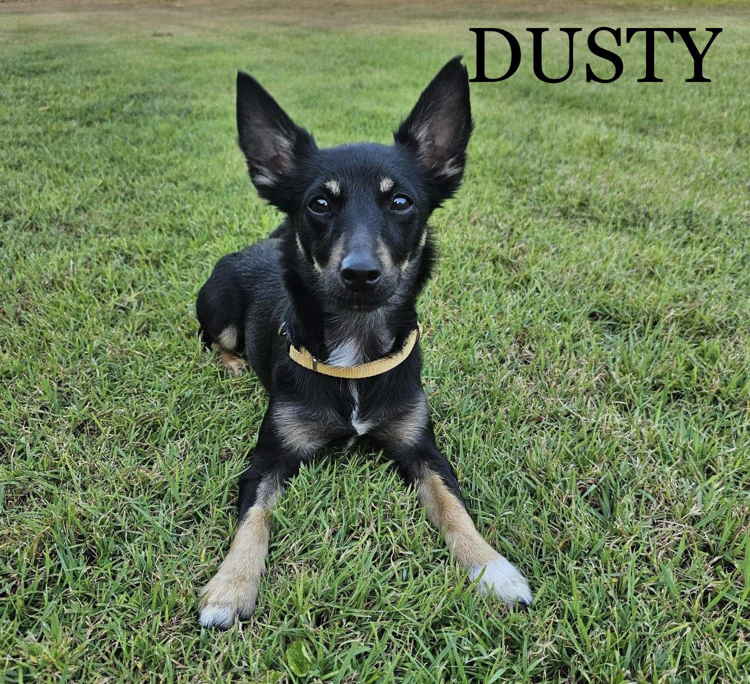 Dusty – Townsville Foster and Rehoming Animals