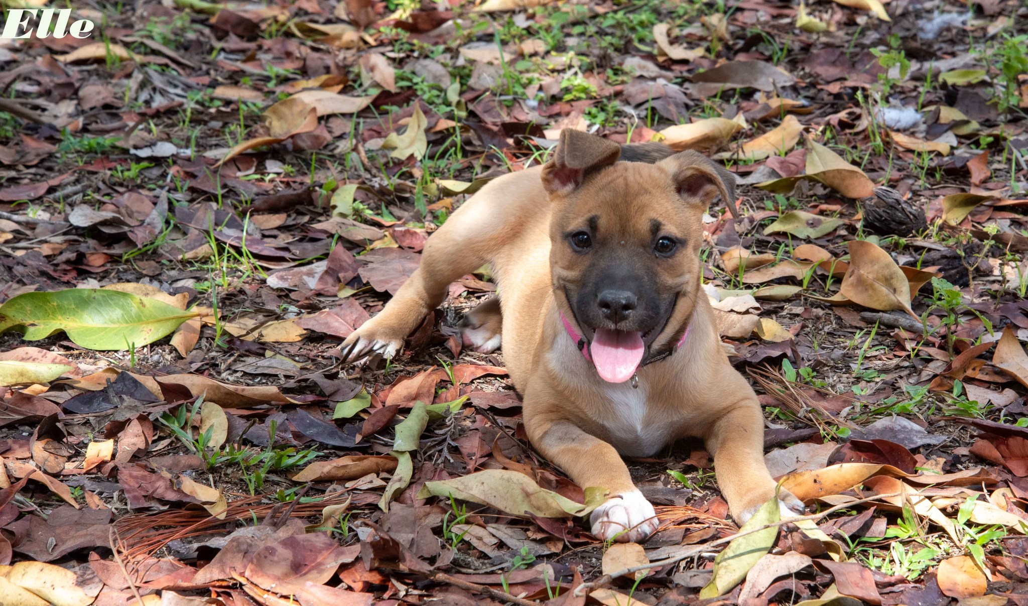 Elle – Townsville Foster and Rehoming Animals