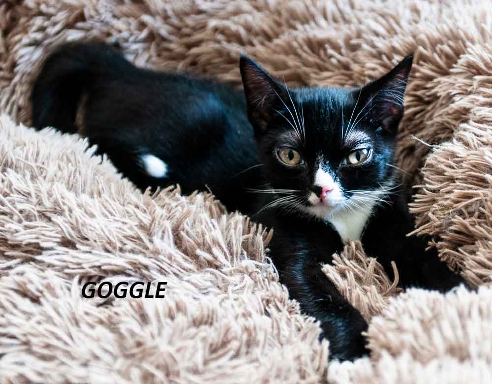 Goggle – Townsville Foster and Rehoming Animals