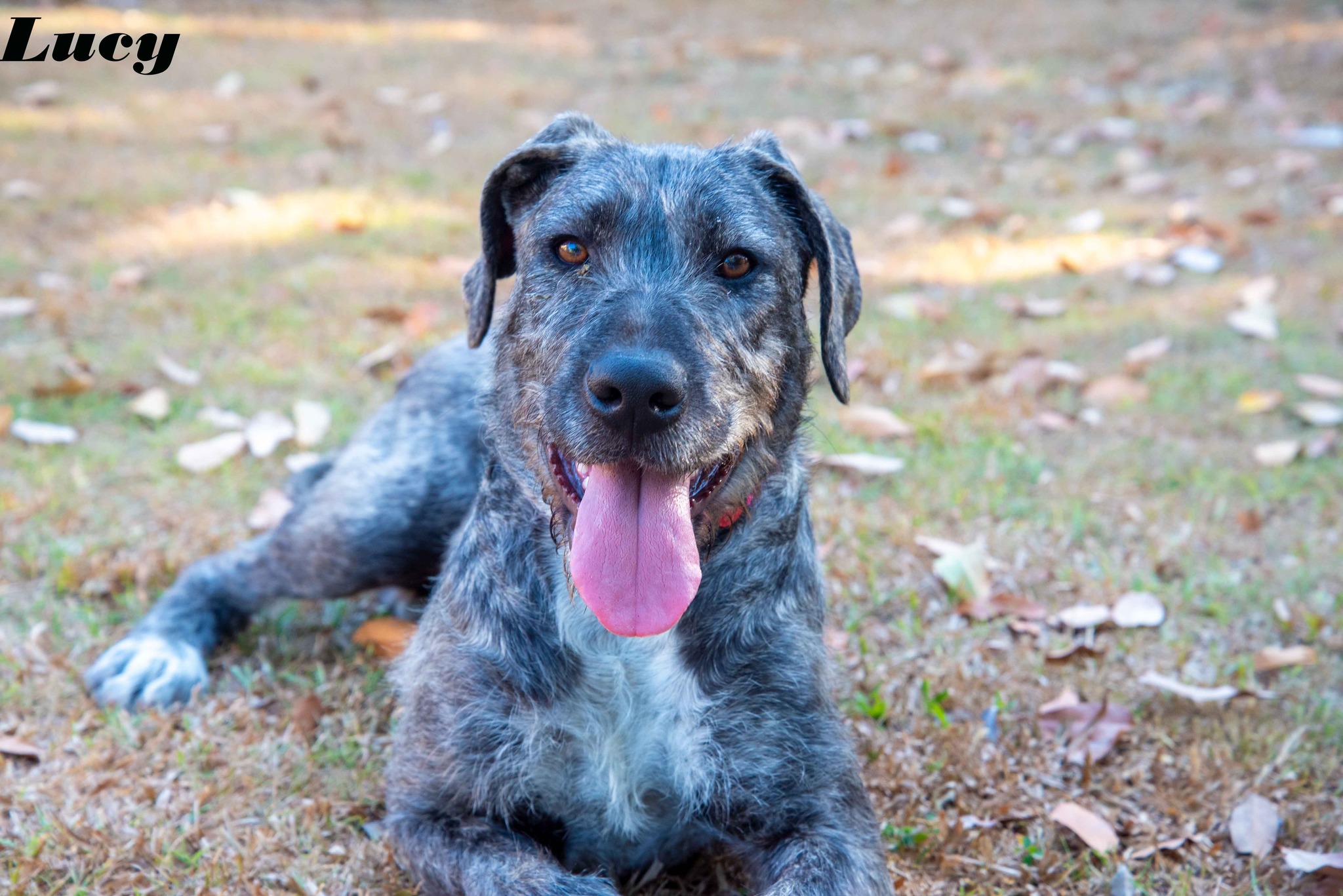 Lucy – Townsville Foster and Rehoming Animals