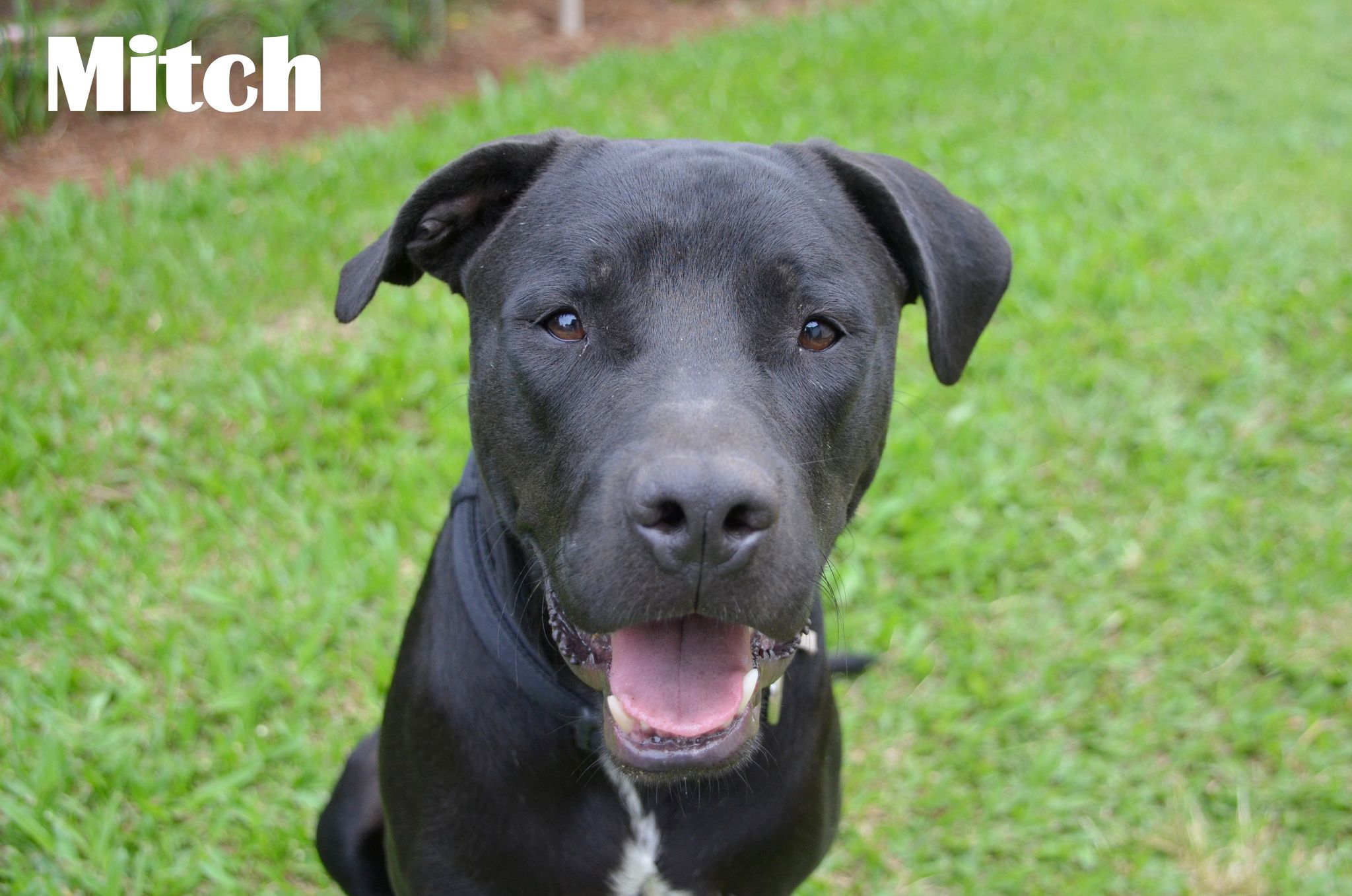 Mitch – Townsville Foster and Rehoming Animals