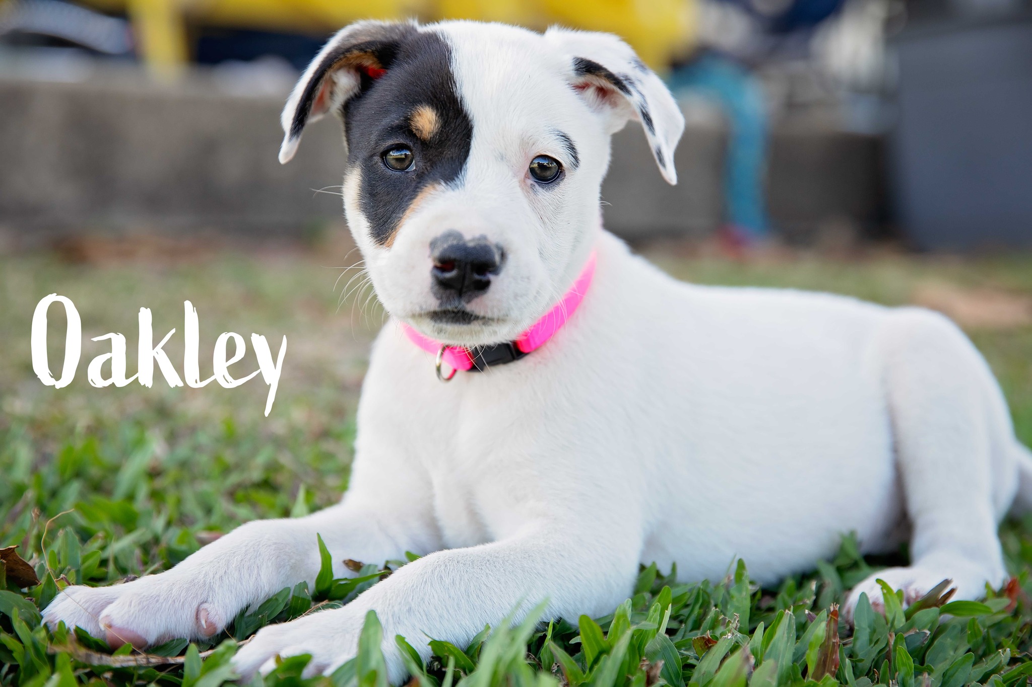 Oakley – Townsville Foster and Rehoming Animals