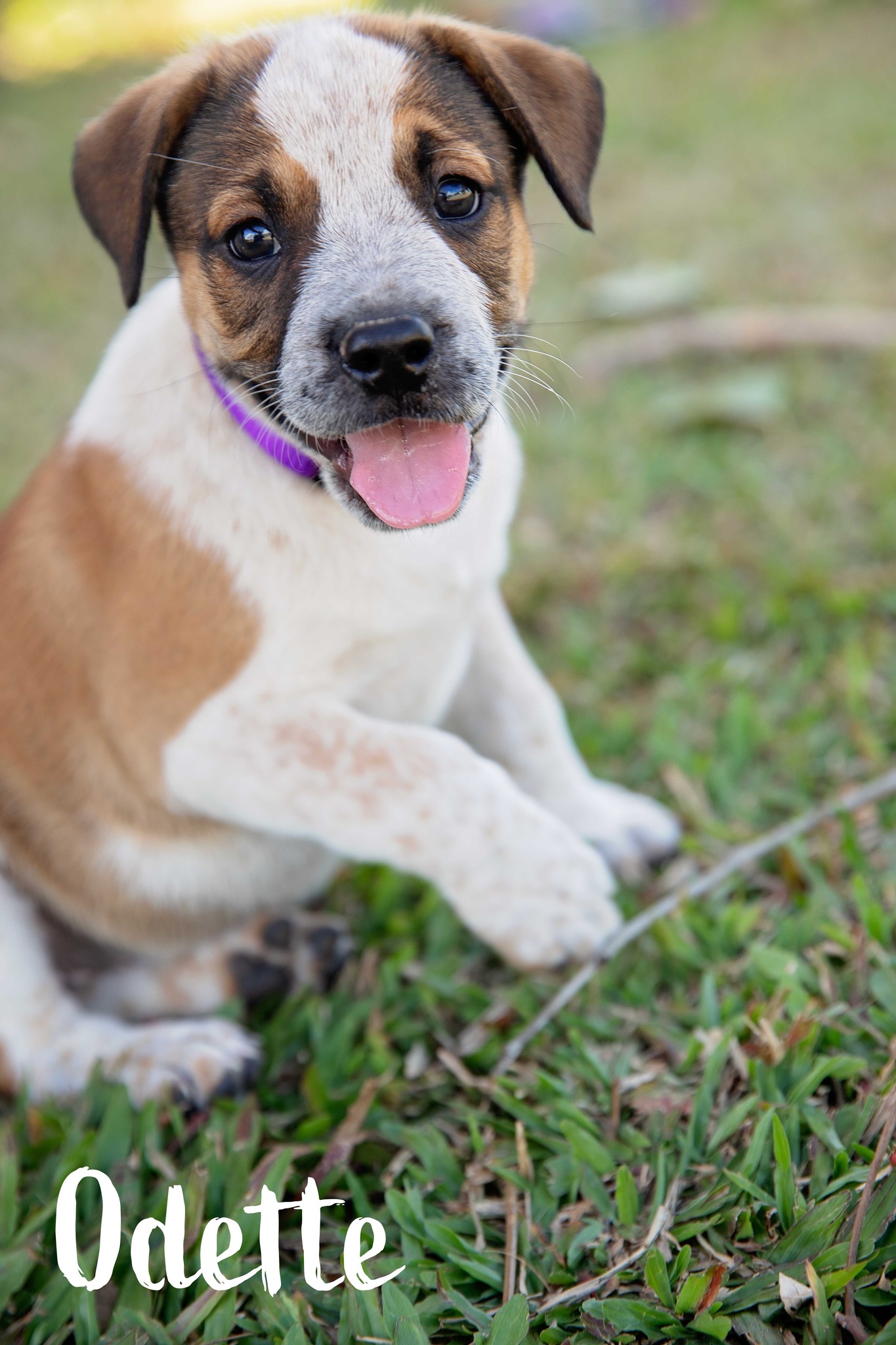 Odette – Townsville Foster and Rehoming Animals
