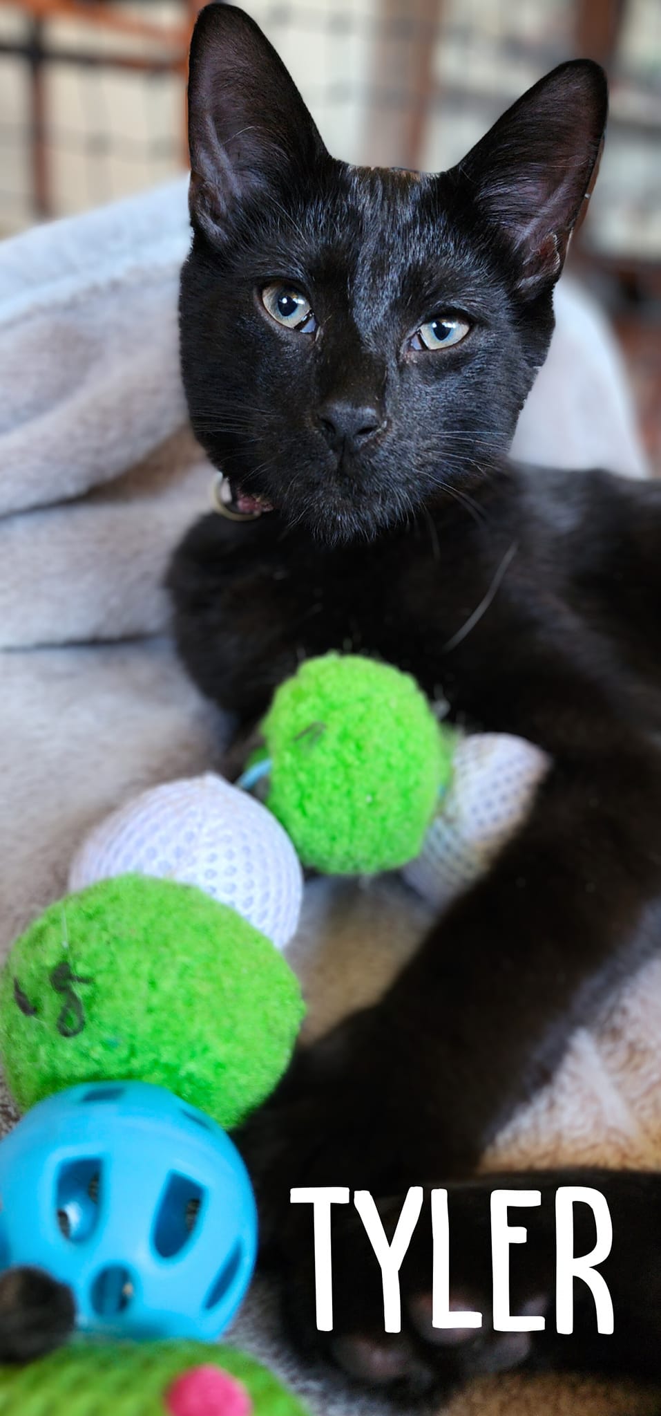 Tyler – Townsville Foster and Rehoming Animals