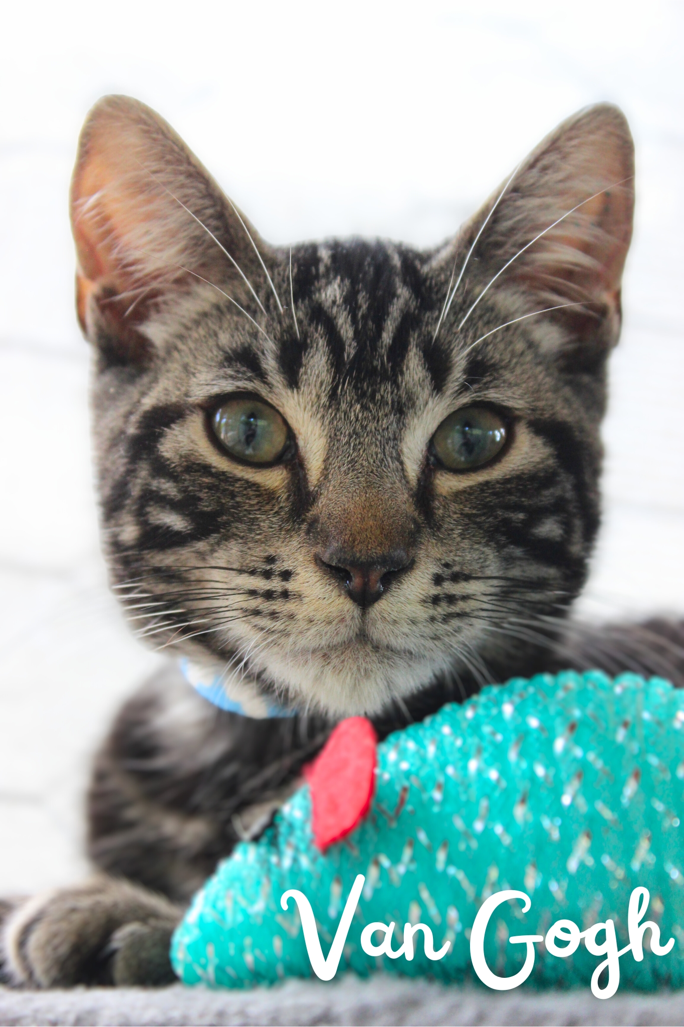 Van Gogh – Townsville Foster and Rehoming Animals